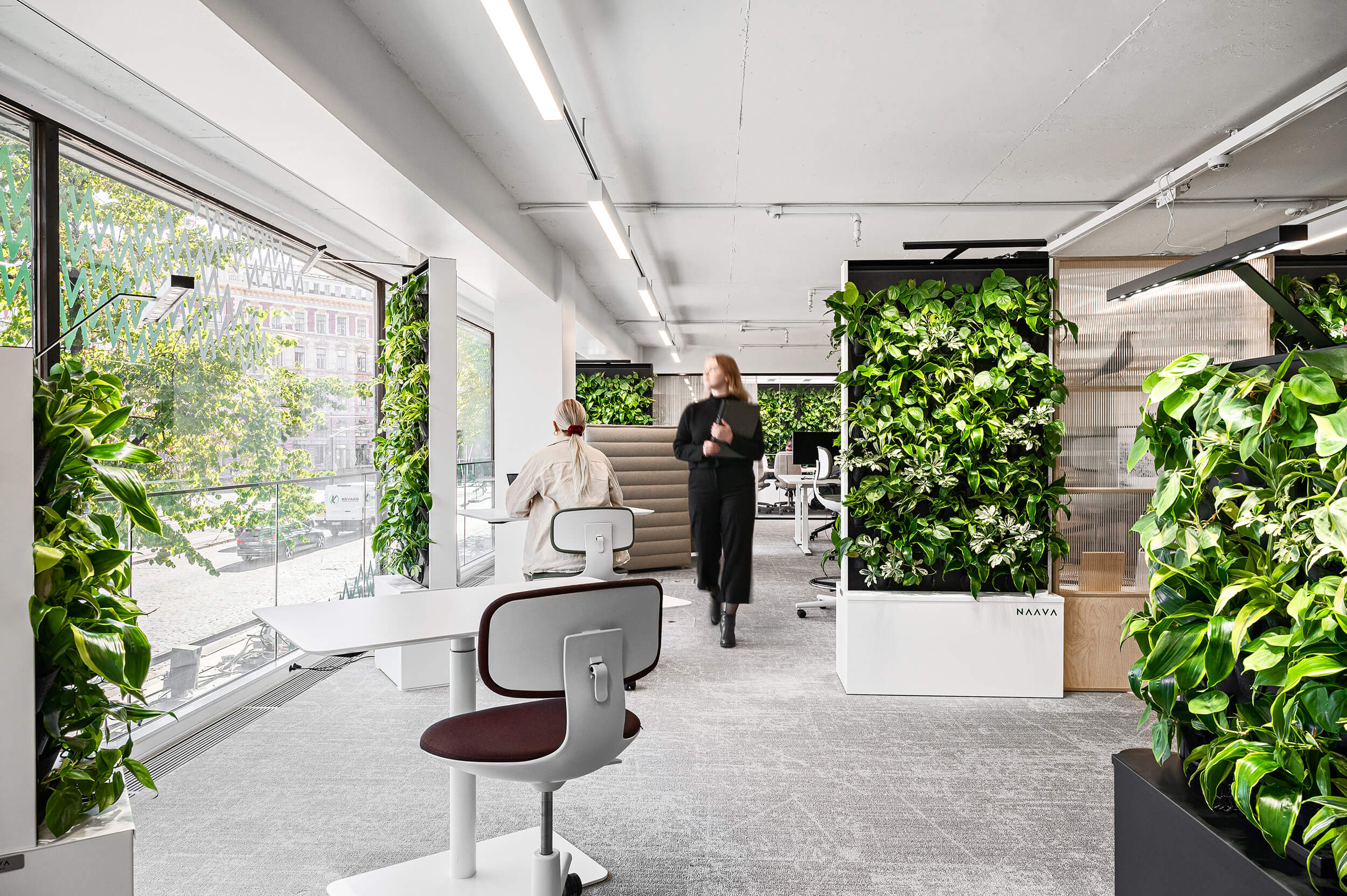 Koe luonnon voima sisällä. Naava puhdistaa ja kosteuttaa ilmaa.